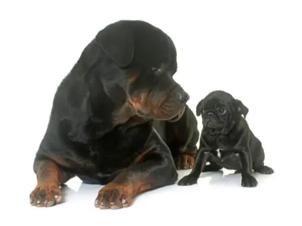 Pug Rottweiler Mix, A Cute Mix - I Love Rottie