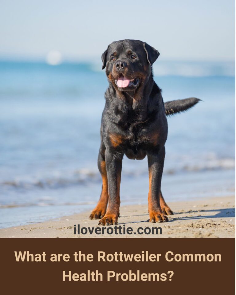 Rottweiler Common Health Problems - I Love Rottie