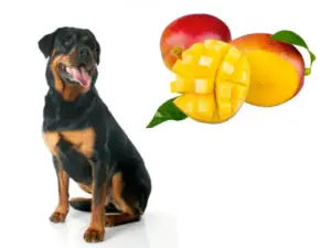 Can Dogs Eat Mango? Are They Good for Dogs? - I Love Rottie