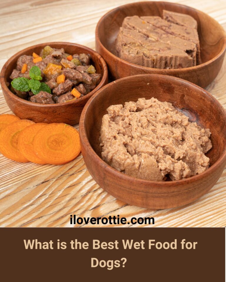 What is the Best Wet Food for Dogs? - I Love Rottie