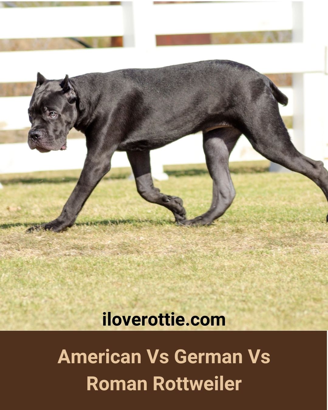 American Vs German Vs Roman Rottweiler - I Love Rottie