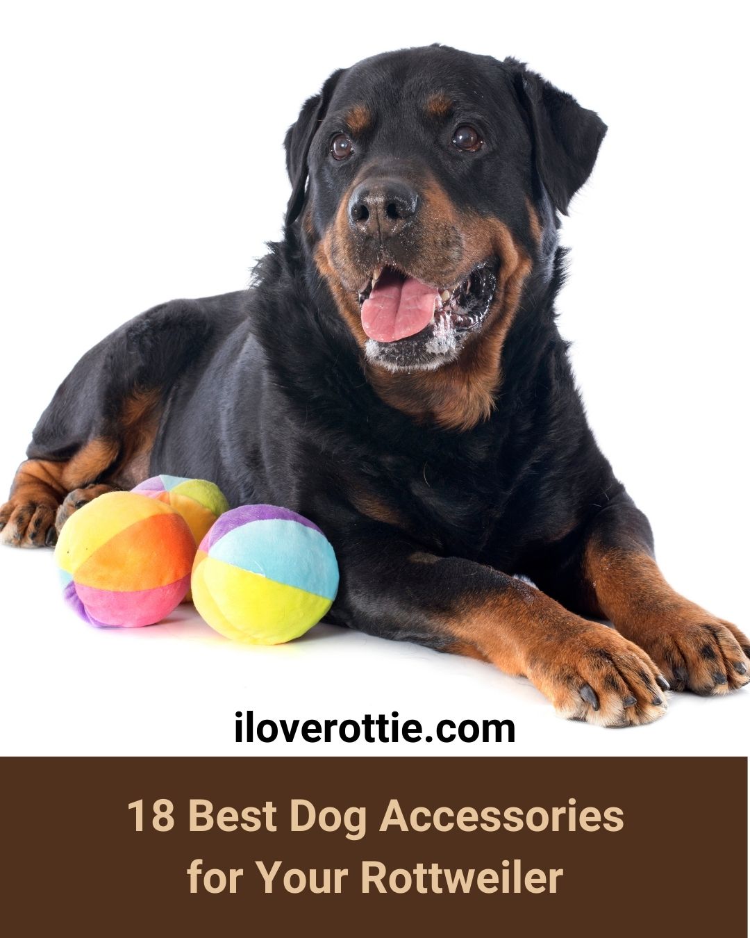 18 Best Dog Accessories for Your Rottweiler - I Love Rottie