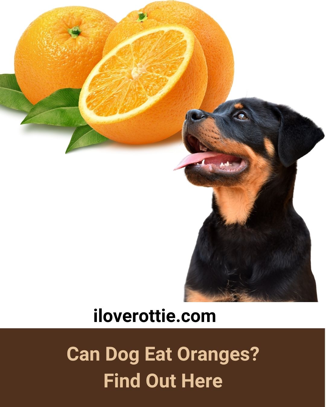 Can dog eat oranges? Find out here - I Love Rottie