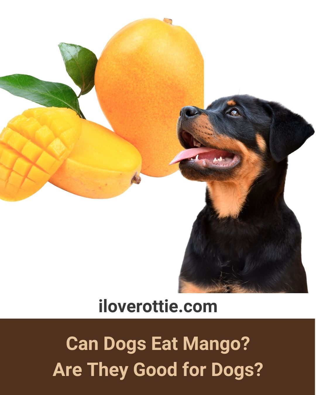 Can Dogs Eat Mango? Are They Good for Dogs? - I Love Rottie