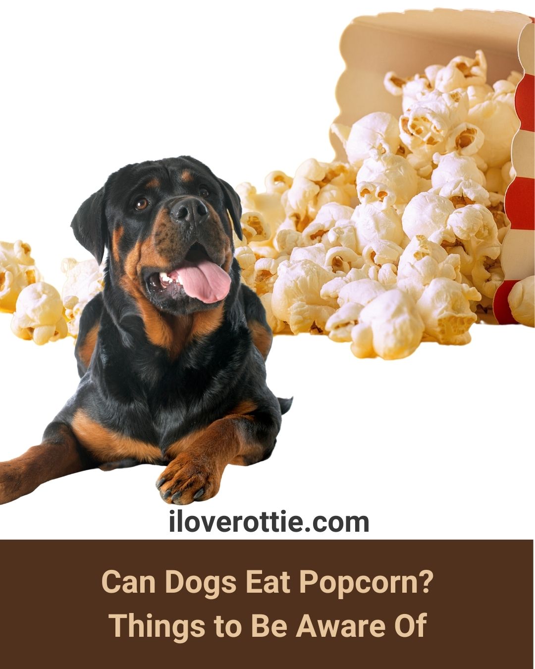 Can Dogs Eat Popcorn? Things to Be Aware Of - I Love Rottie