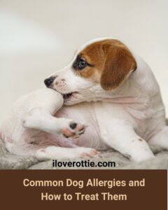 Common Dog Allergies and How to Treat Them - I Love Rottie