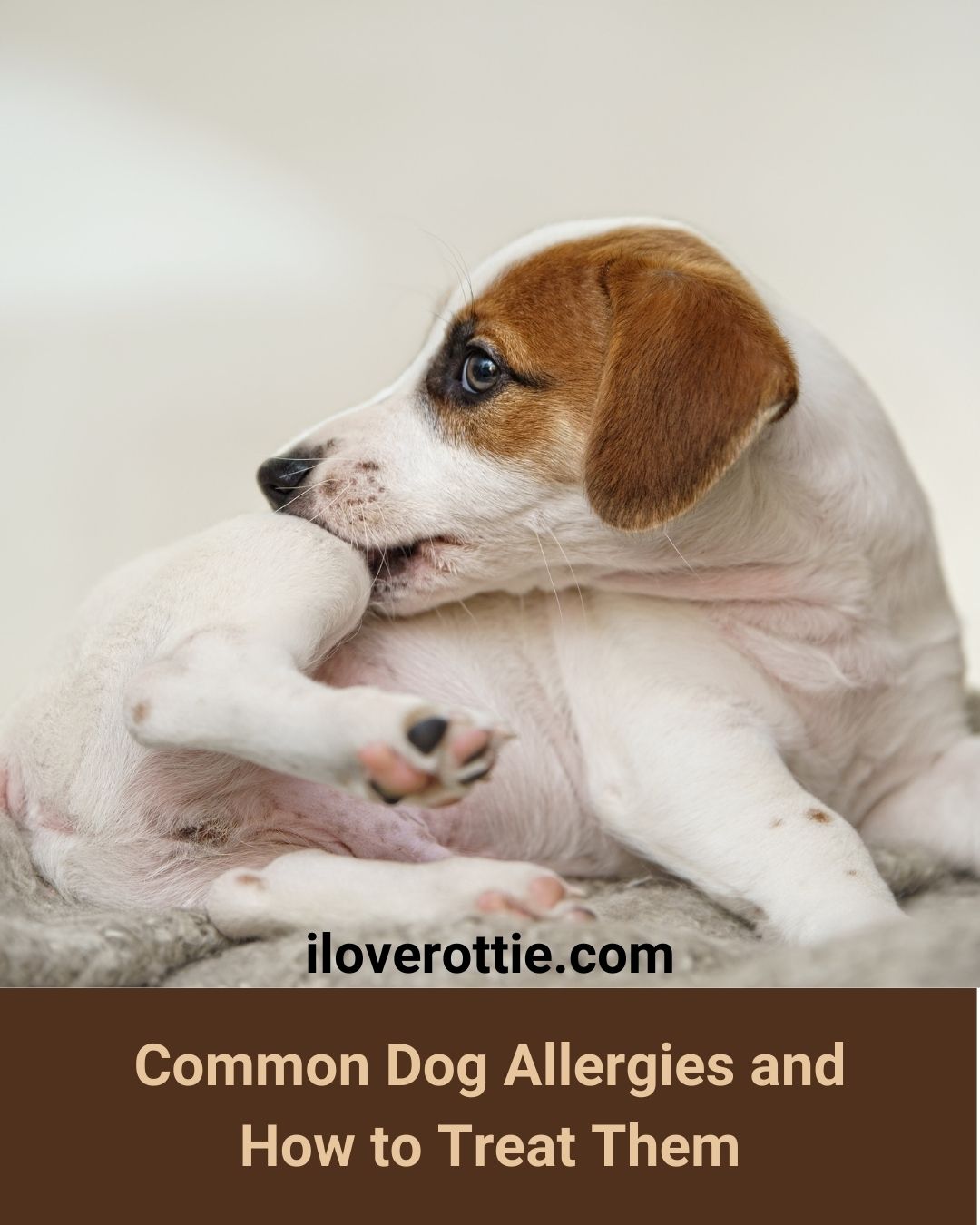Common Dog Allergies and How to Treat Them - I Love Rottie