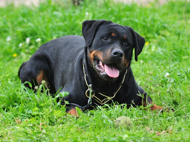 Progressive Retinal Atrophy in Rottweilers - I Love Rottie