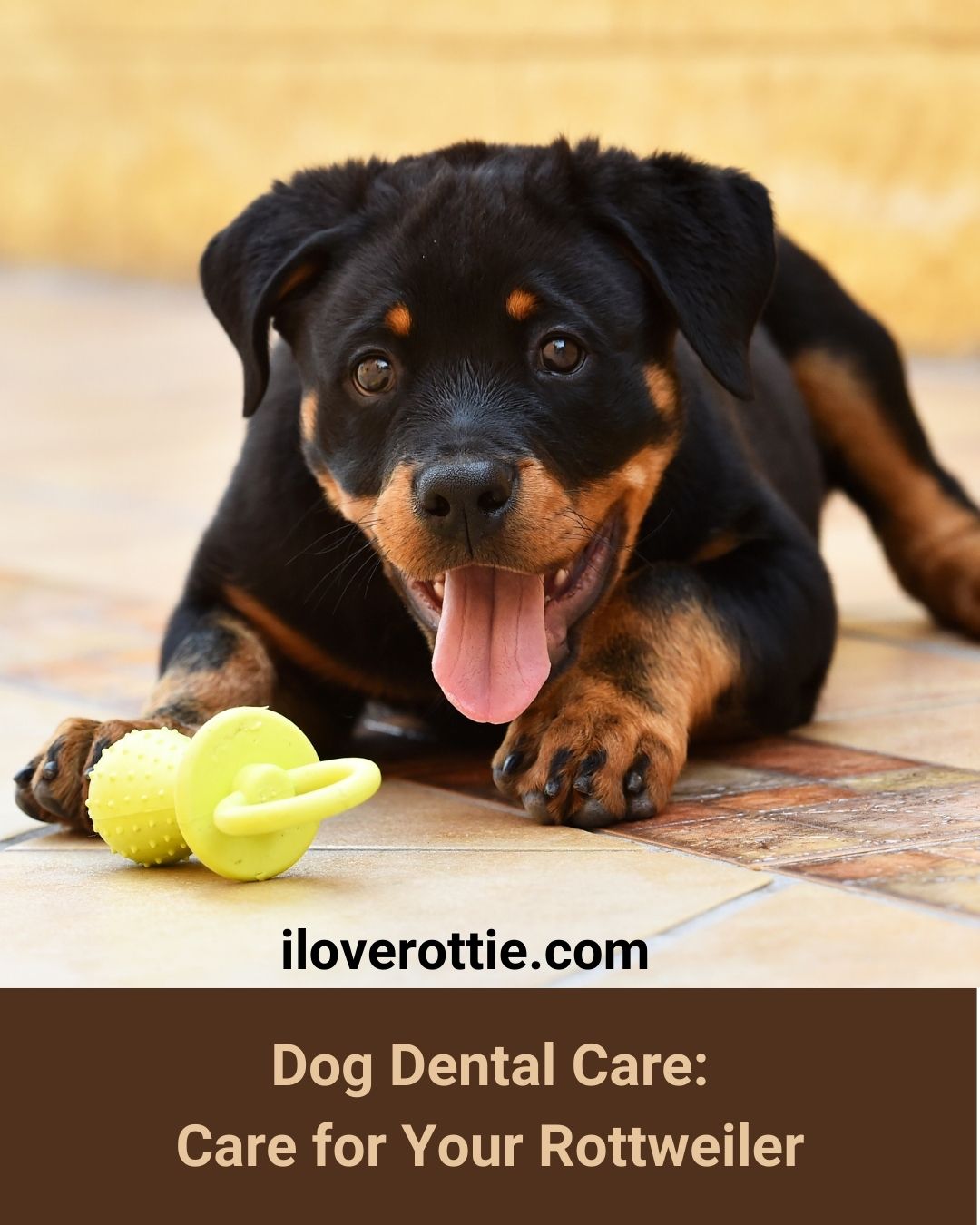 Dog Dental Care: Essential Care Tips for Your Rottweiler