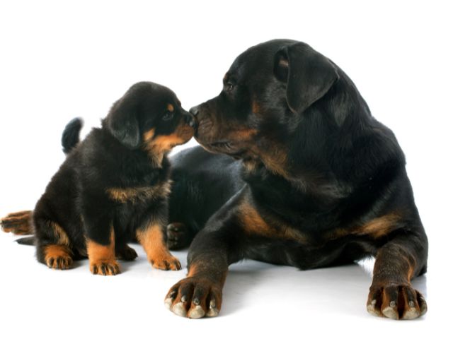 Progressive Retinal Atrophy in Rottweilers - I Love Rottie
