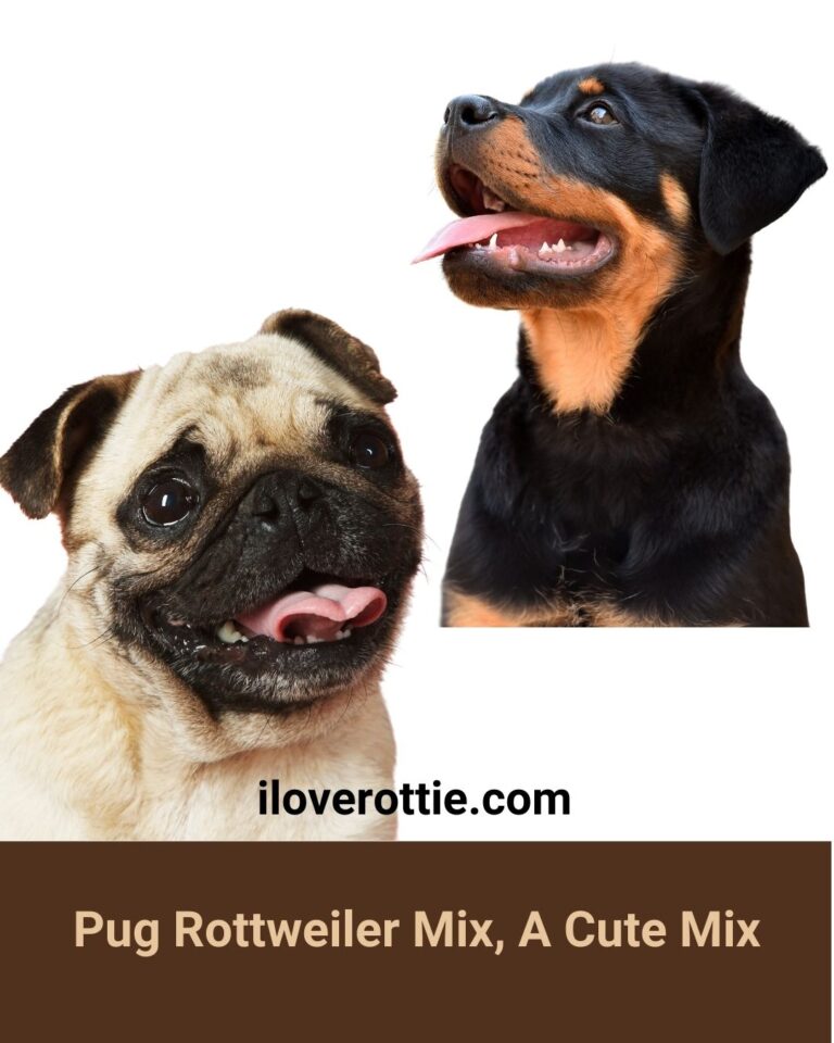 Pug Rottweiler Mix, A Cute Mix - I Love Rottie