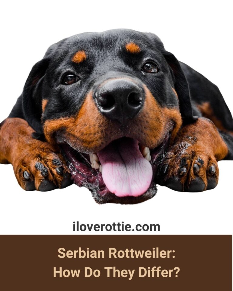 Serbian Rottweiler. How Do They Differ? - I Love Rottie