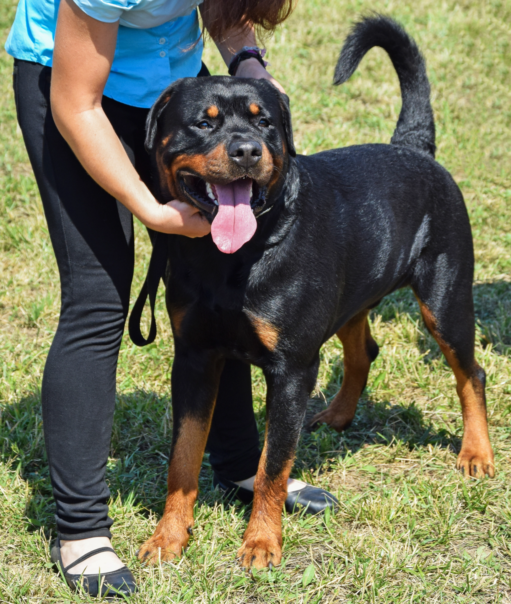 Are Rottweilers Aggressive Dogs? - I Love Rottie
